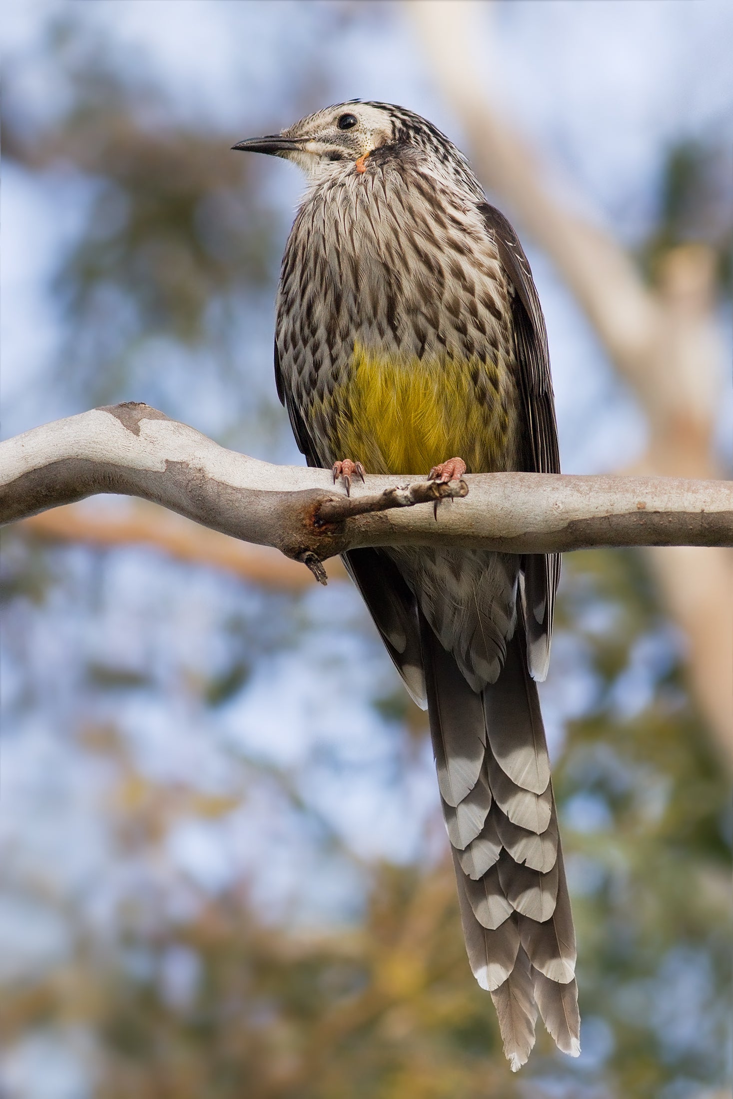 Yellow Wattlebird – Koi Knives