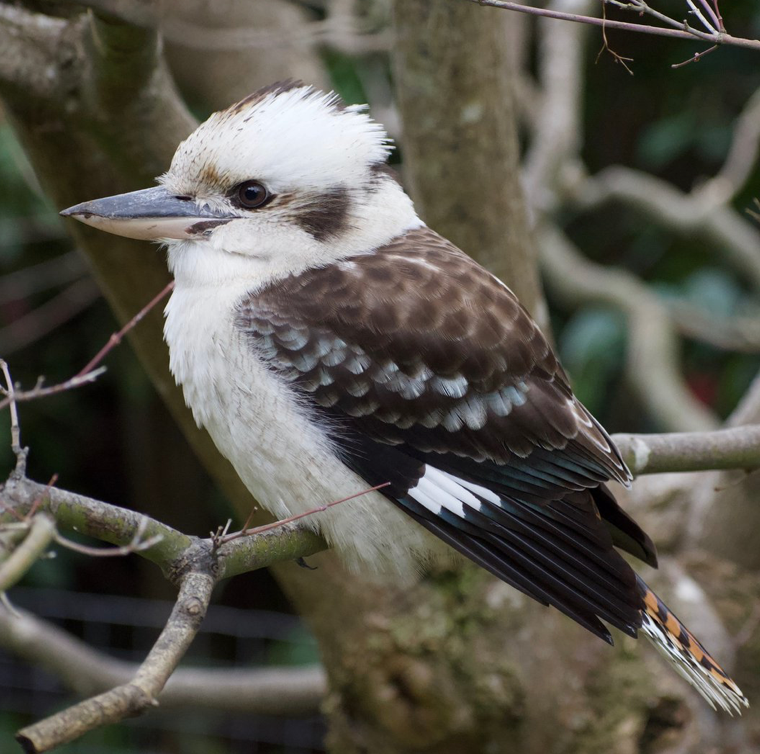 Kookaburra | Australia's Laughing Iconic Bush Comedian – Koi Knives