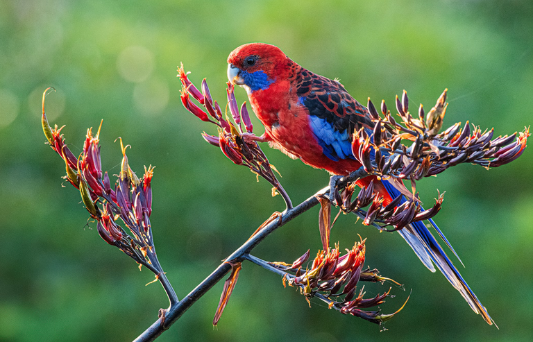 Rosella | The Australian Rosella: A Comprehensive Guide – Koi Knives