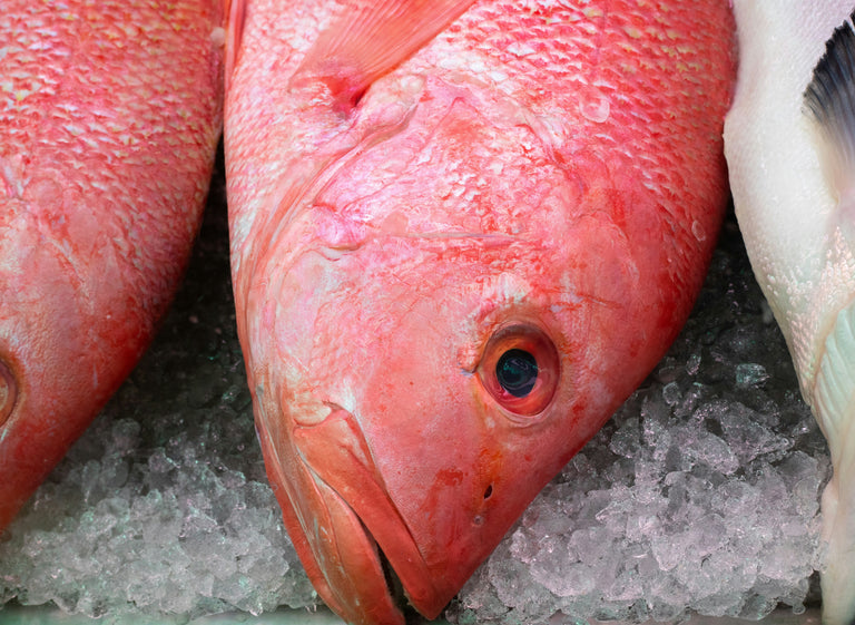 The Red Snapper: An Australian Culinary Treasure from Down Under – Koi ...