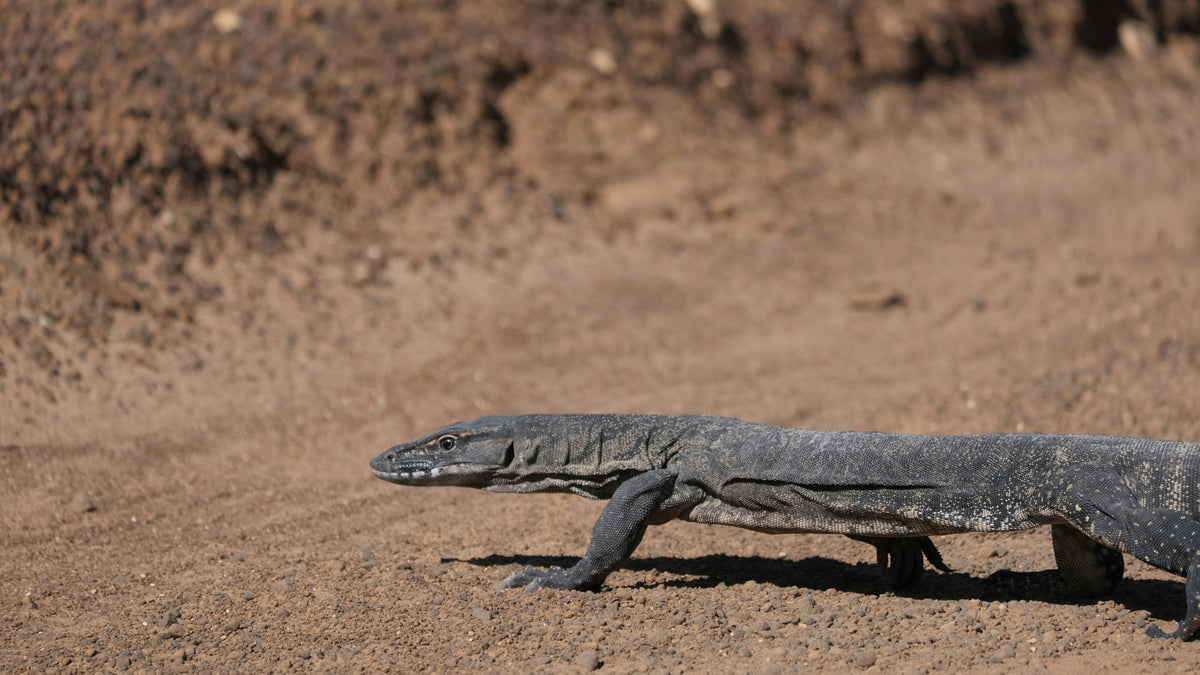 The Goanna: A Comprehensive Guide to Australia's Iconic Monitor Lizard ...