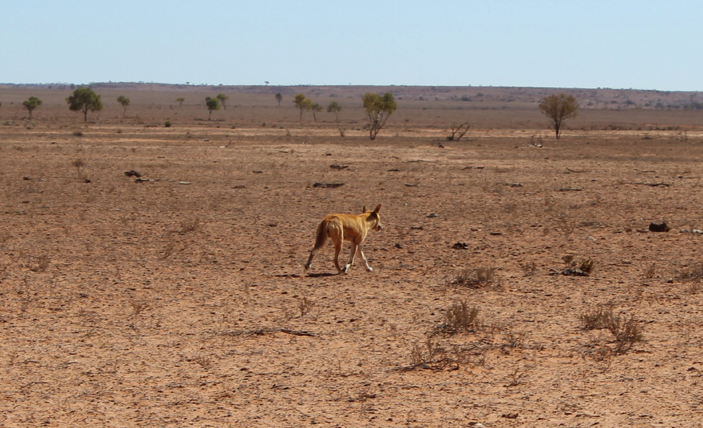 Australians Chef's Knife | The "Dingo" Knife – Koi Knives